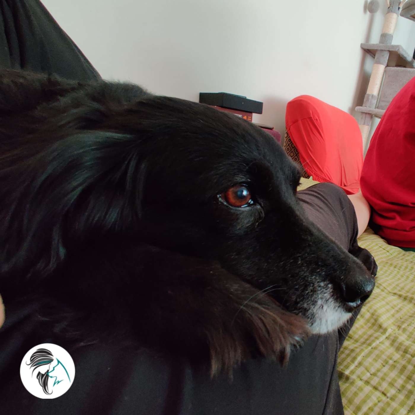 La conducta de monta en los perros | Sentido Animal